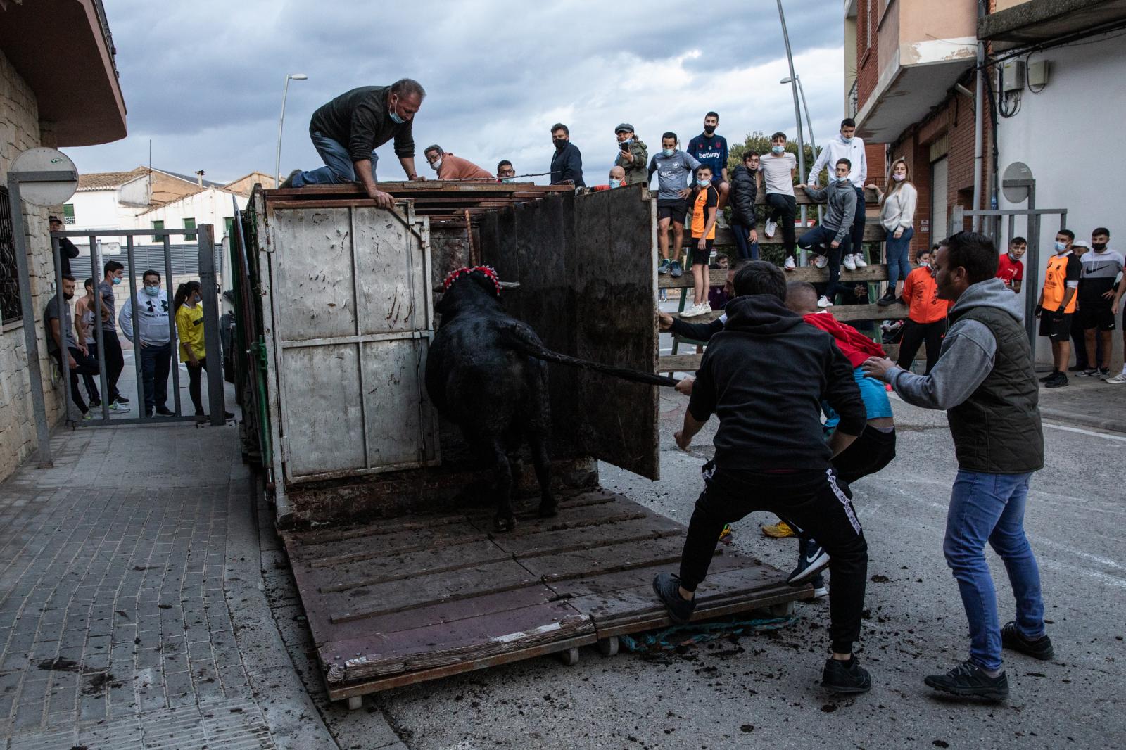 Transporte de Toros Brabos - zowyvoeten
