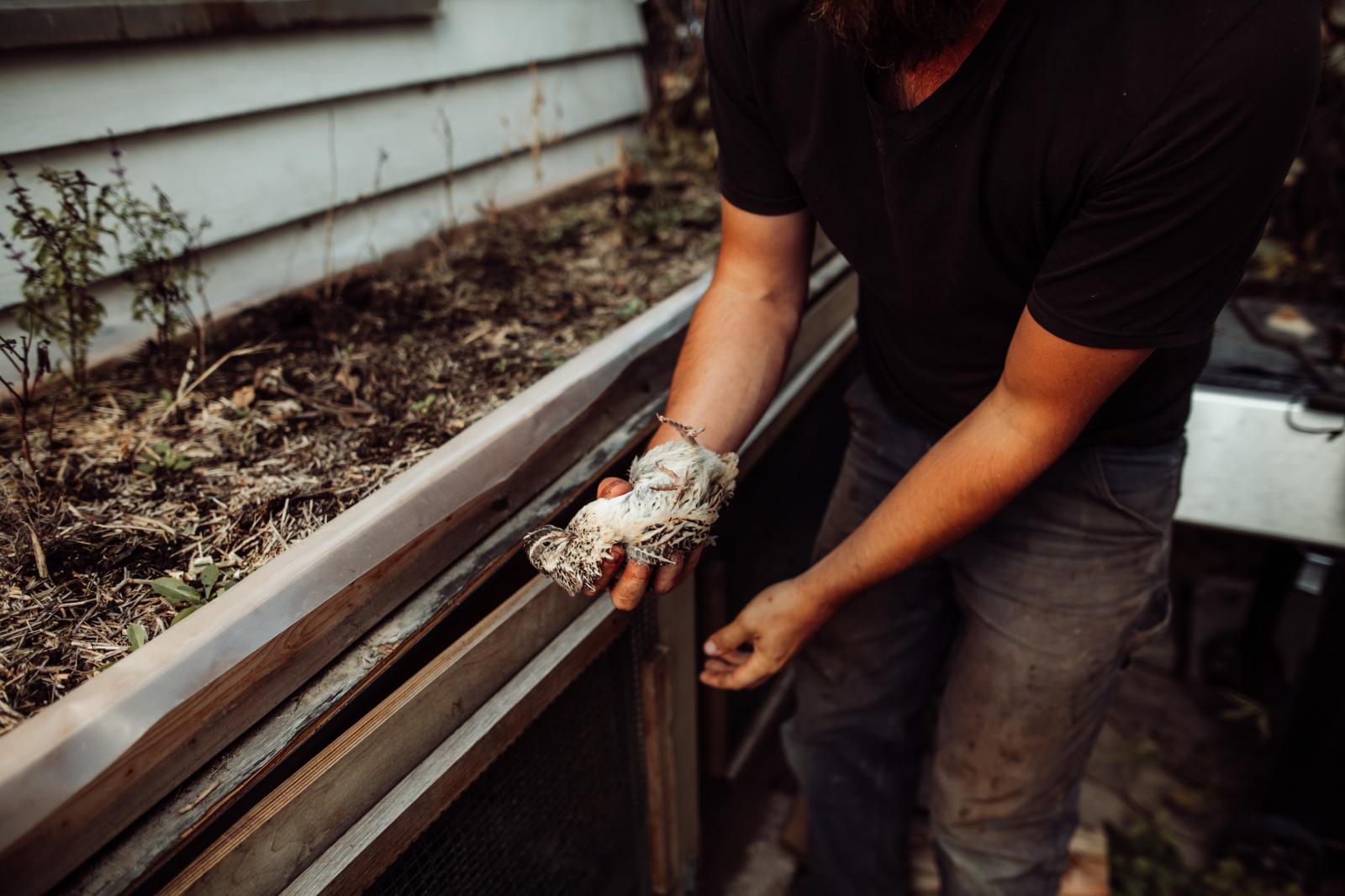 Quail Harvest - Daniel Crump | Photographer