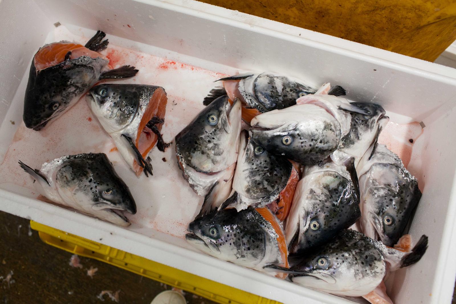 The Fish Factory by Fraser McGruer