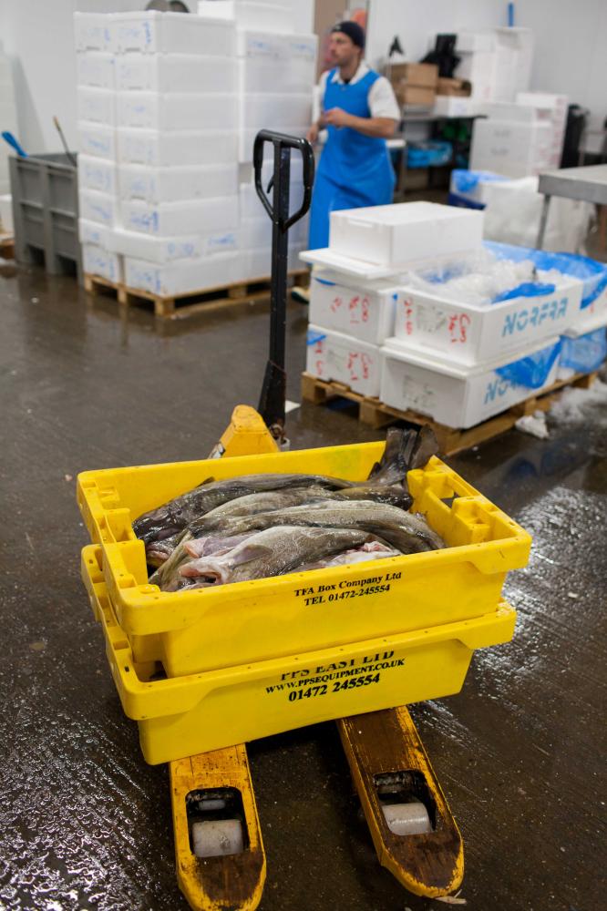 The Fish Factory by Fraser McGruer