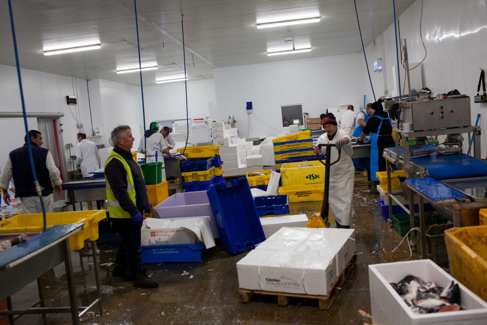 The Fish Factory by Fraser McGruer